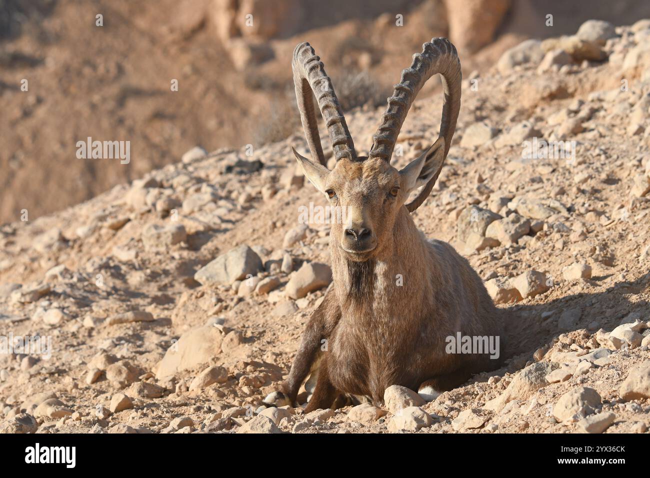 Male Ibex resting on a slope in the desert Stock Photo - Alamy