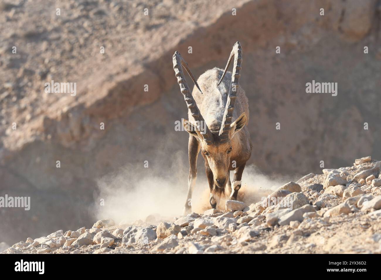 Ibex male hi-res stock photography and images - Alamy