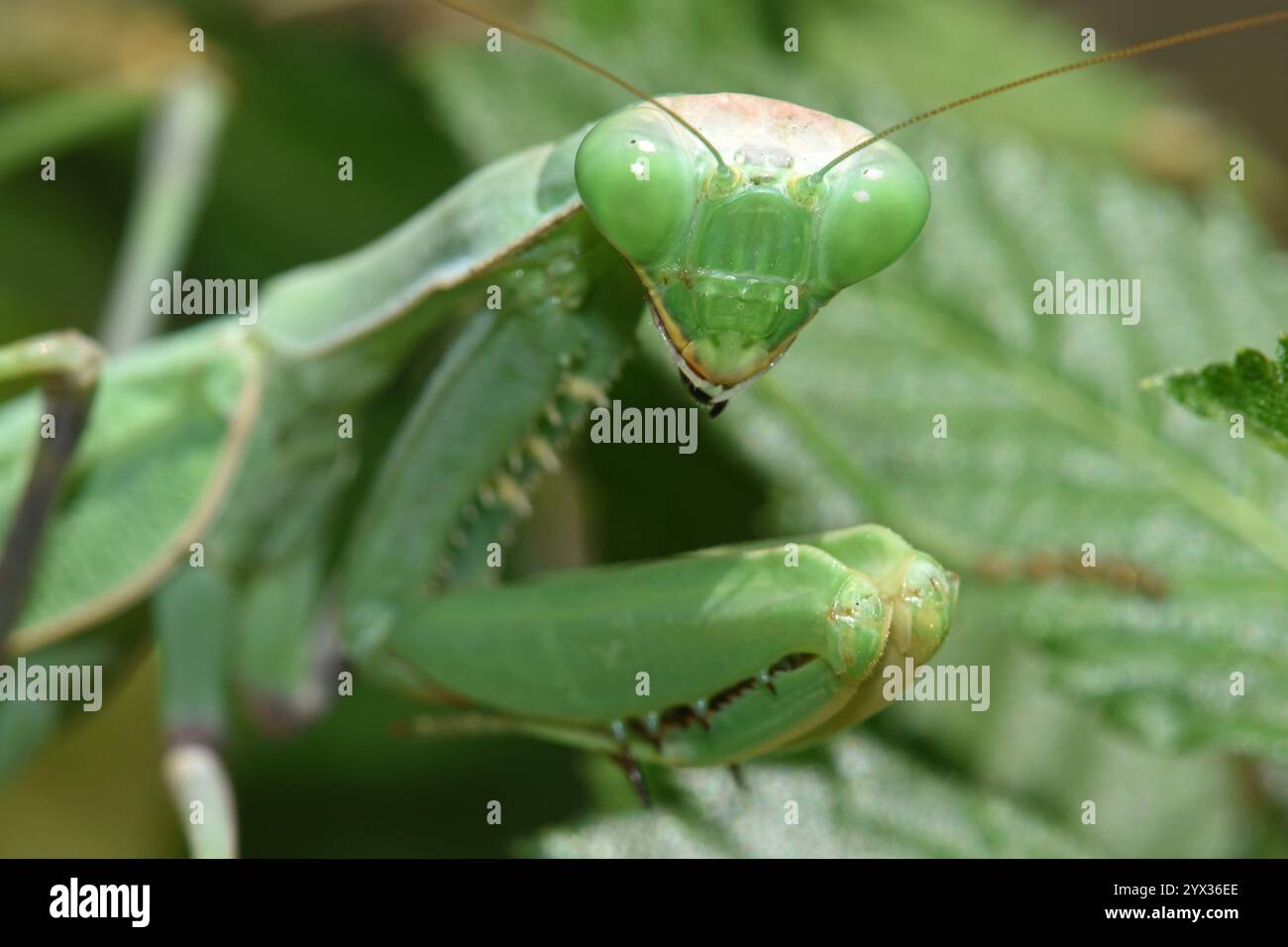 Praying mantis camouflaged on green leaves Stock Photo - Alamy