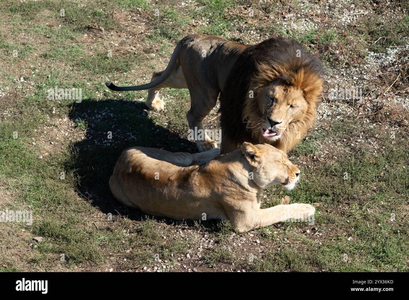 Lions, Africa, Wildlife - Male Lion Roaring Over Female Lion Stock ...