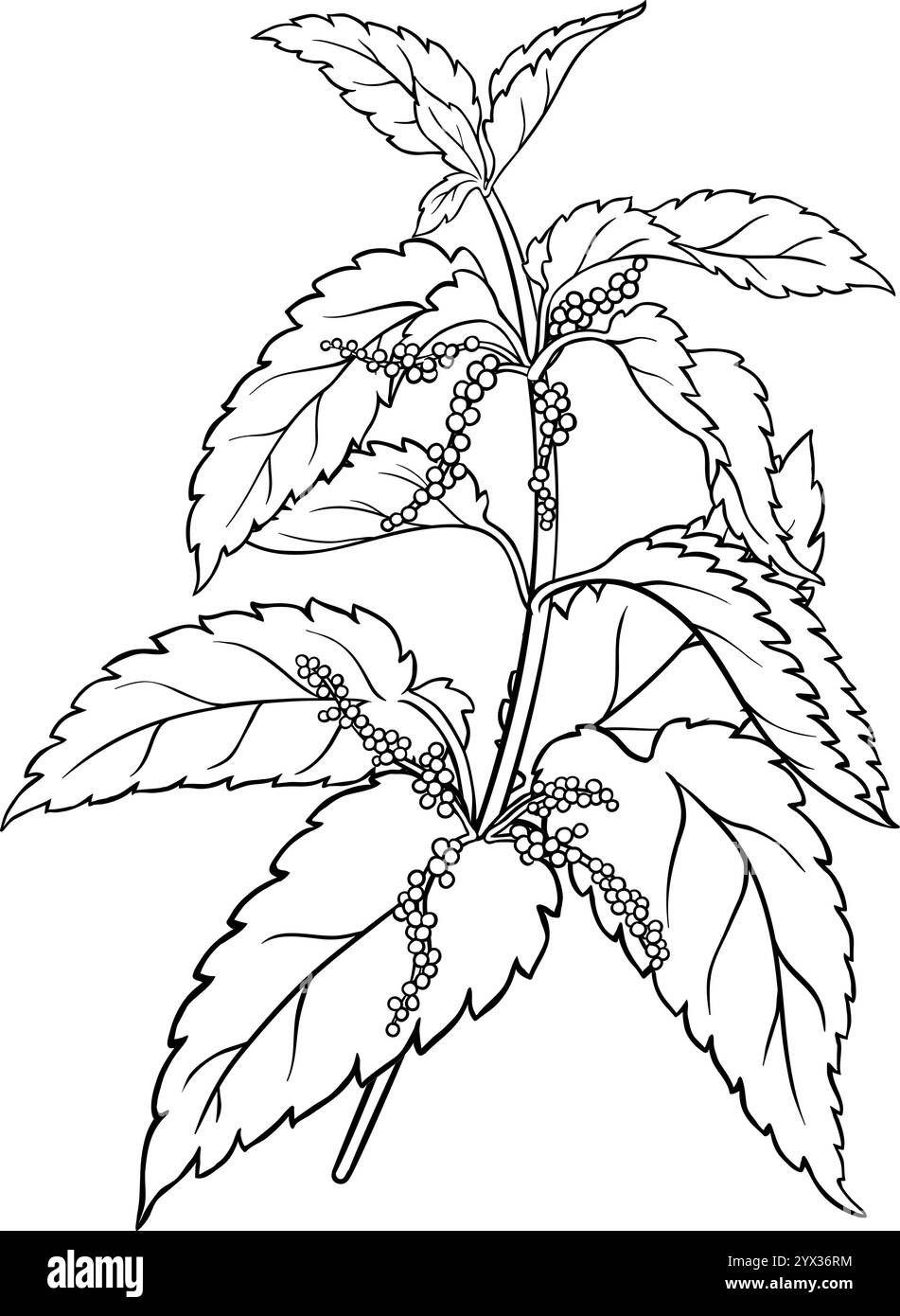 Nettle Branch with Leaves Outline Illustration Stock Vector Image & Art ...