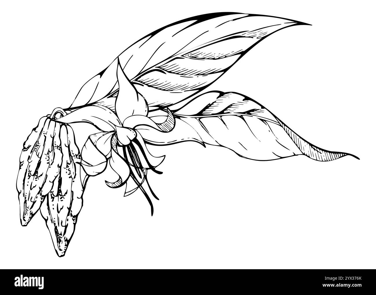 Coffee cocoa cacao, nature tropical exotic tree branch, vanilla flowers ...