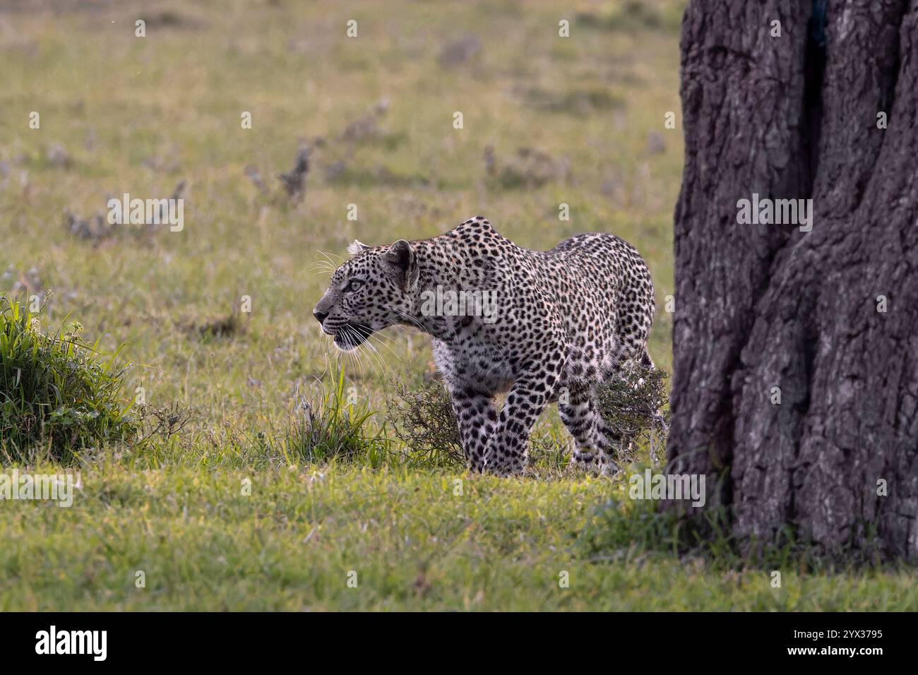 A female African leopard early evening iso8000, at base of tree ...