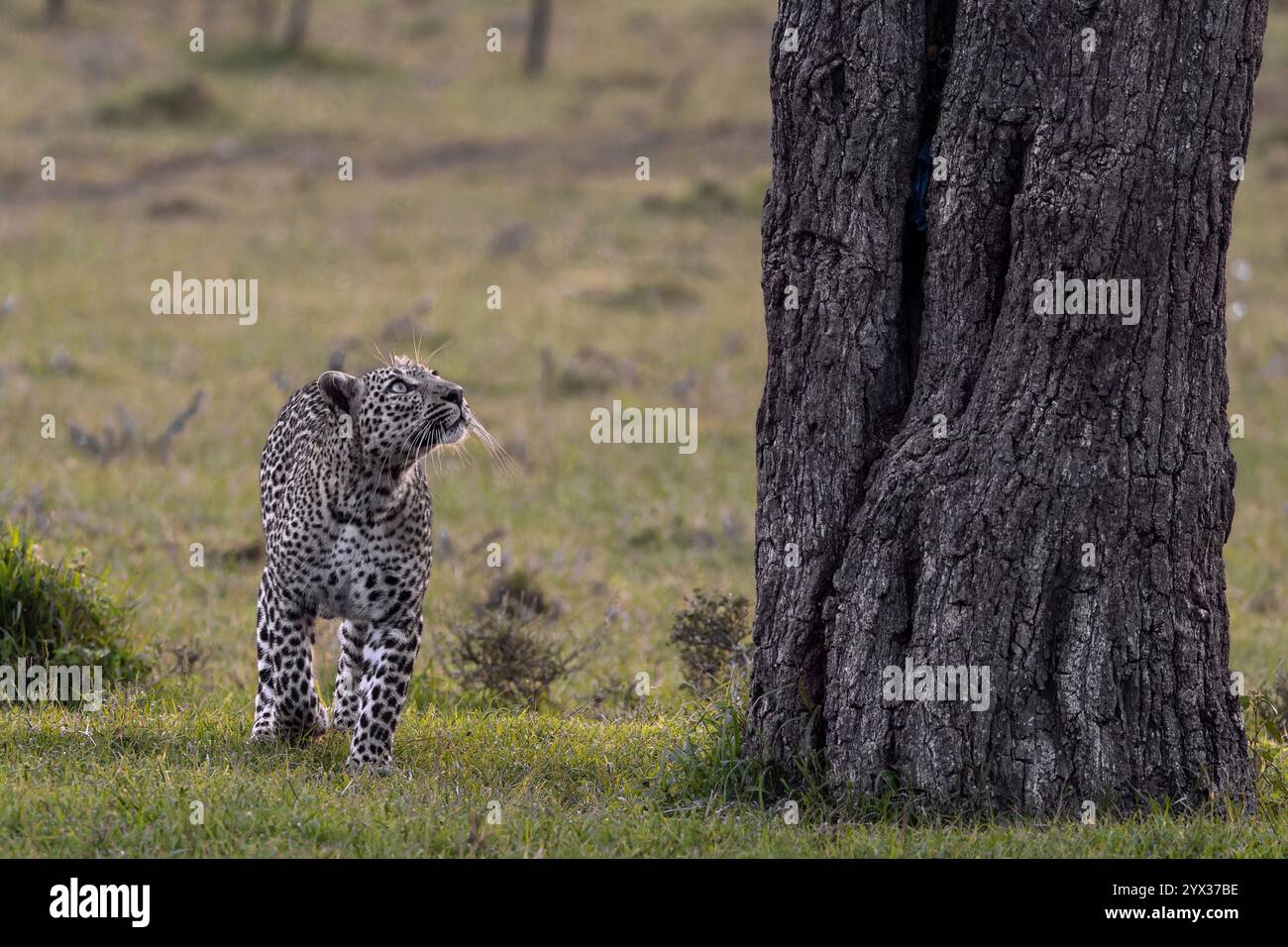 A female African leopard early evening, iso8000 at base of tree ...
