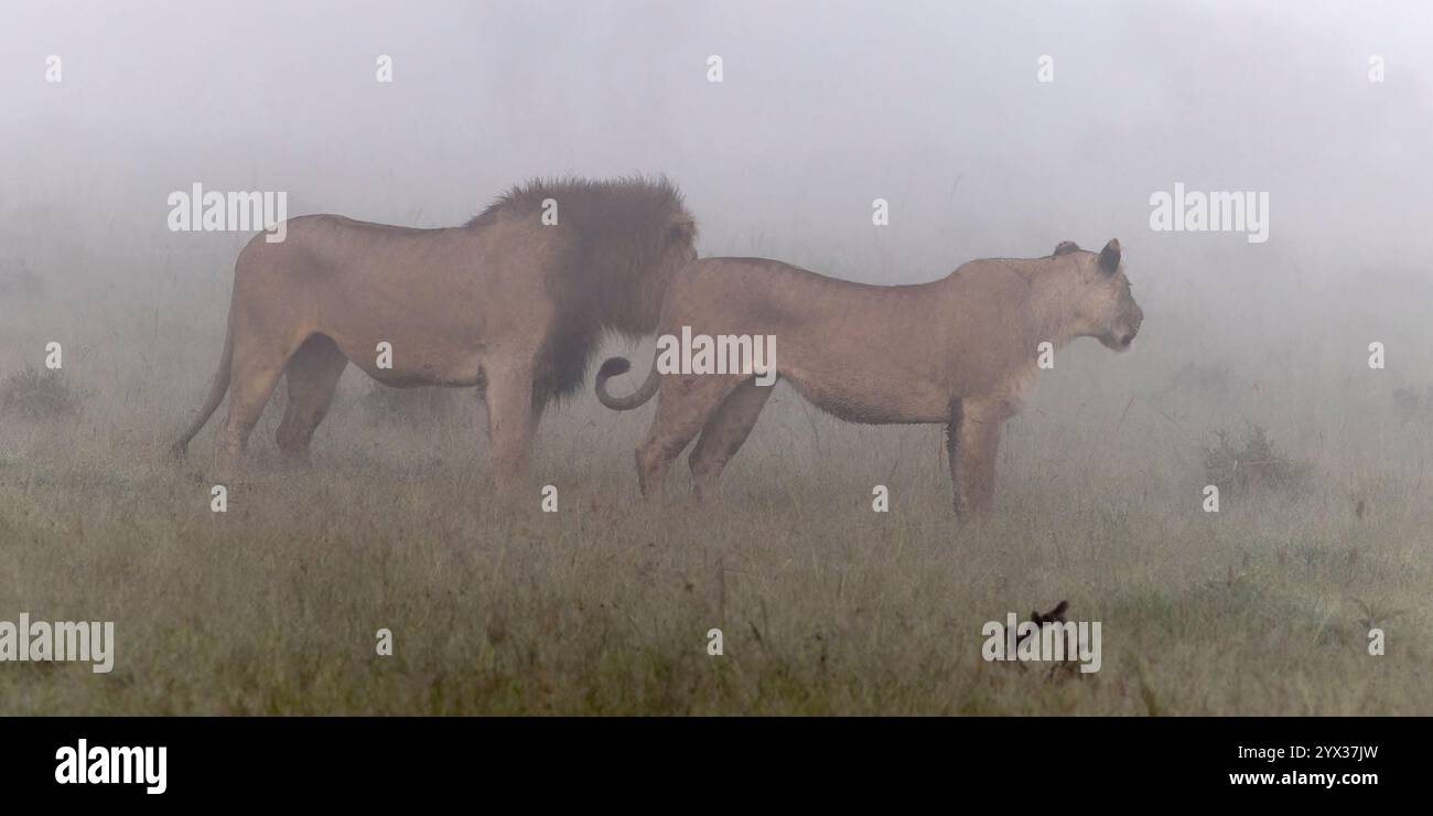 male and female lions in the mist, standing and looking away, out on ...