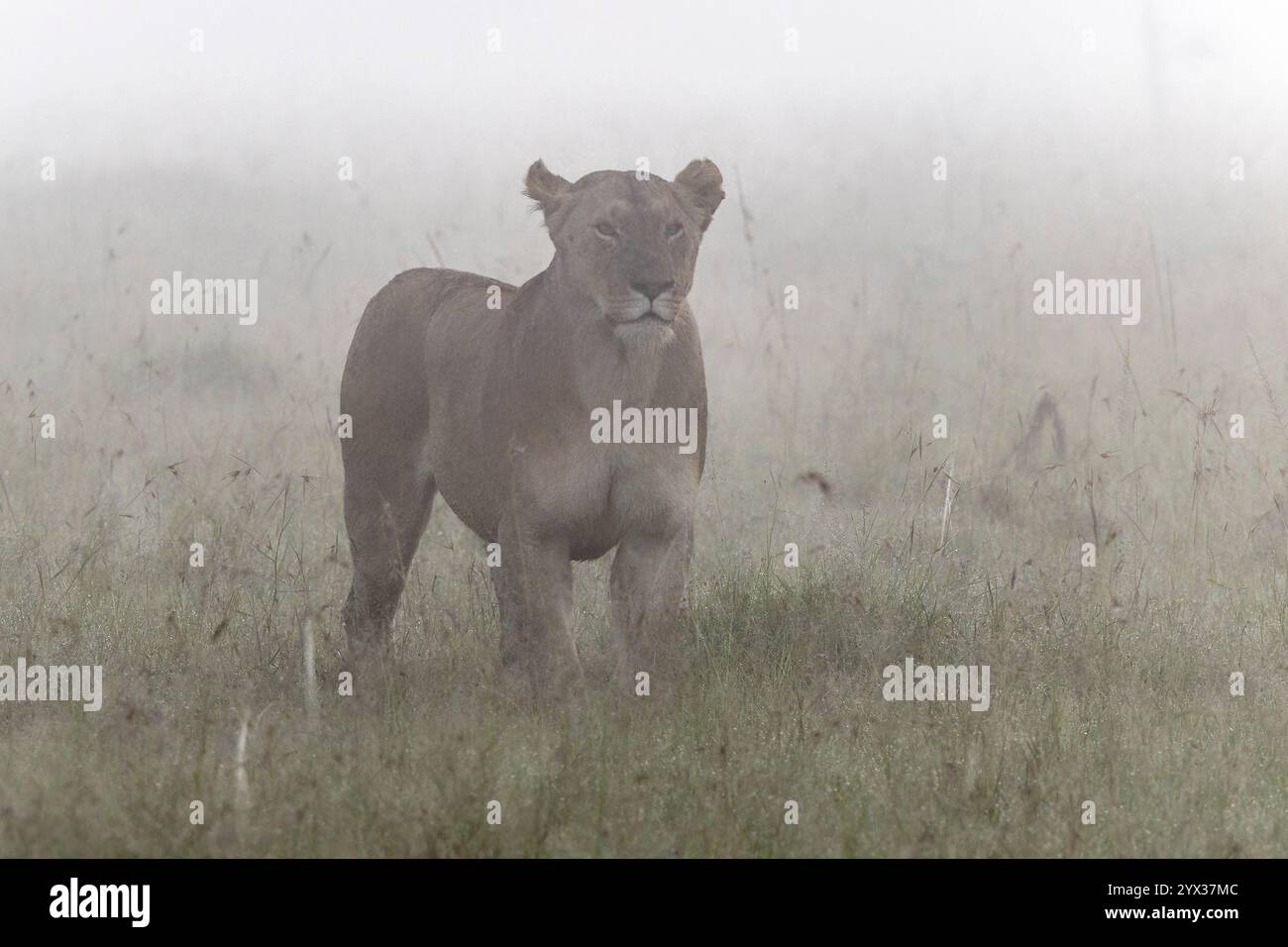 Single lioness in the mist, facing and standing, looking, out on the ...