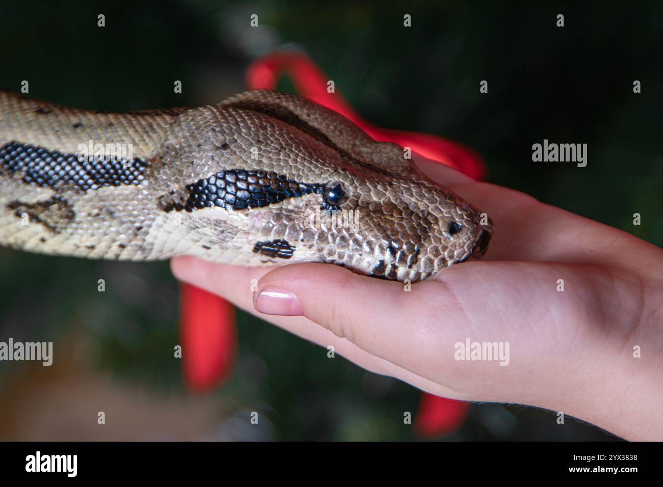 Python head on a child's palm, friendship between man and snake Stock ...