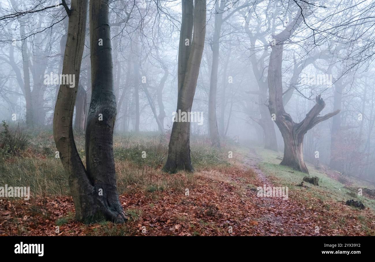 Winter mist cloaks the ancient woodland at Hanbury, Worcestershire ...