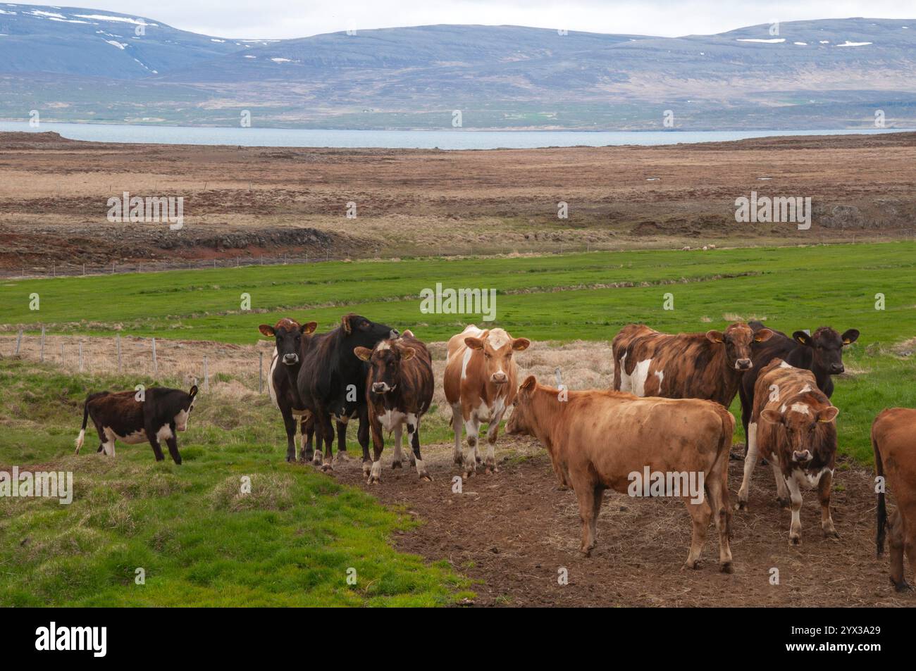 Icelandic cows hi-res stock photography and images - Alamy