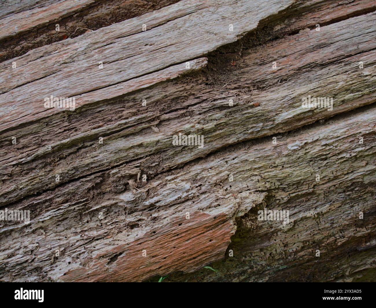 Wood from tree hi-res stock photography and images - Alamy