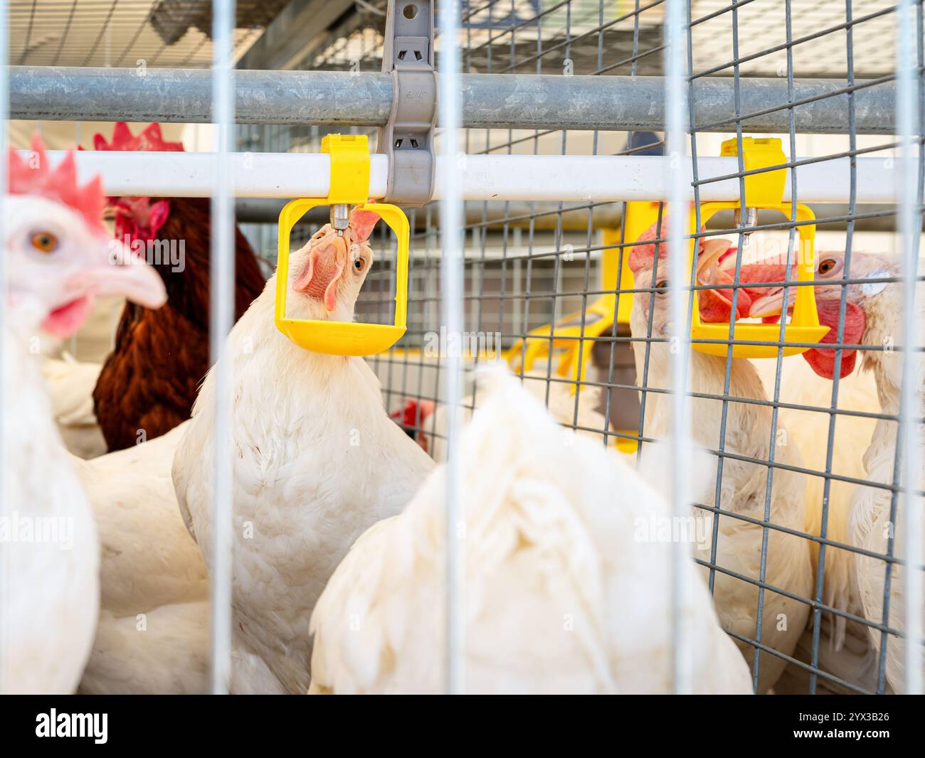 Hen drinking water in poultry cage. Drinking water system at poultry ...