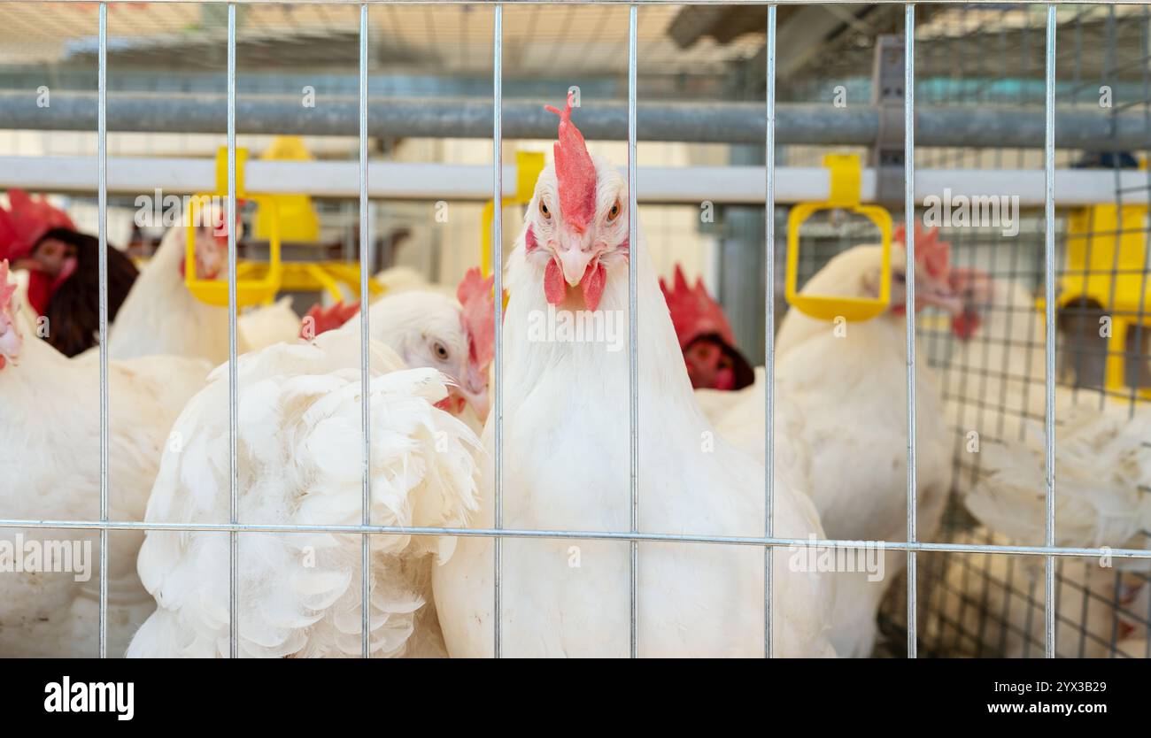 Dekalb White hens in poultry cage Stock Photo - Alamy