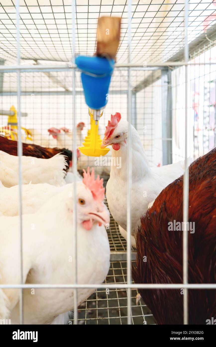 Hen drinking water in poultry cage Stock Photo - Alamy