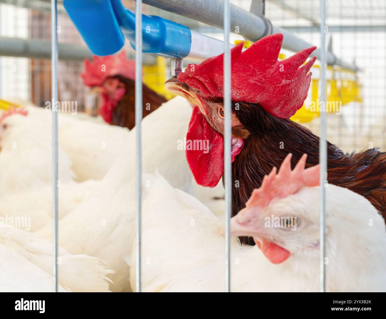 Rooster drinking water in poultry cage Stock Photo - Alamy