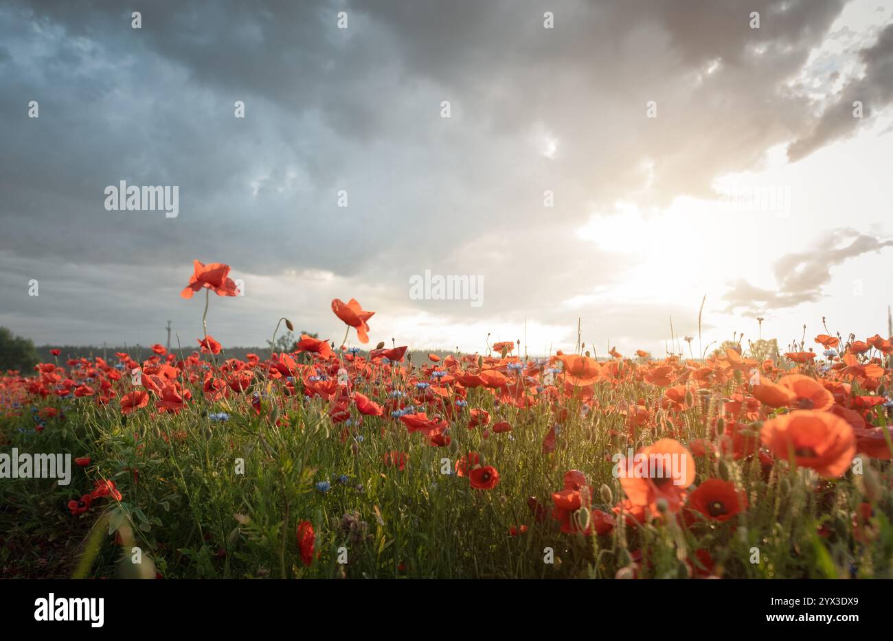Poppy field against dramatic sky. Field of red poppies at sunrise (low ...