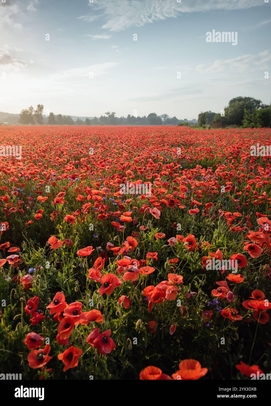 Field red poppies against sunset hi-res stock photography and images ...