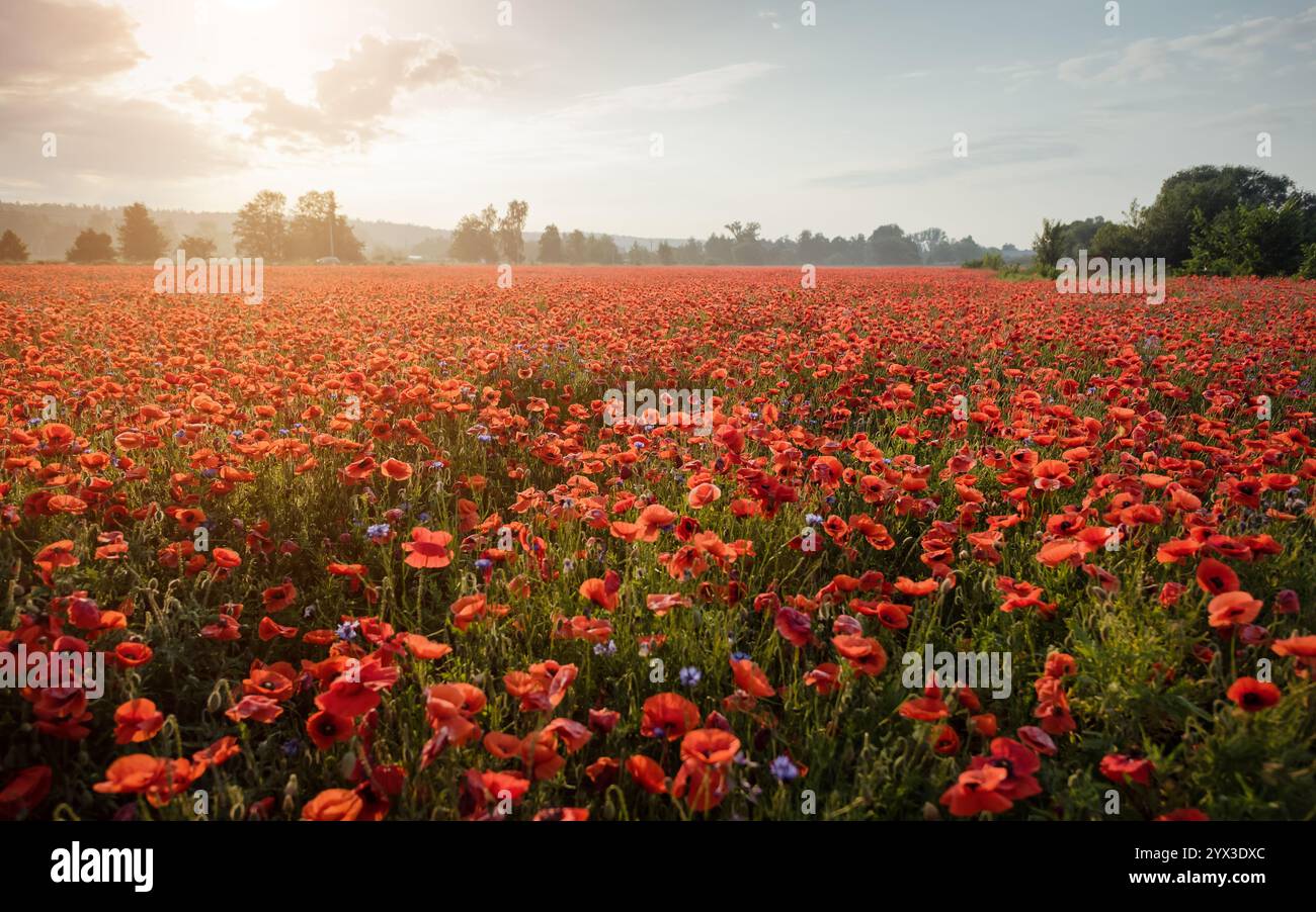 Beautiful red poppies sunset hi-res stock photography and images - Alamy