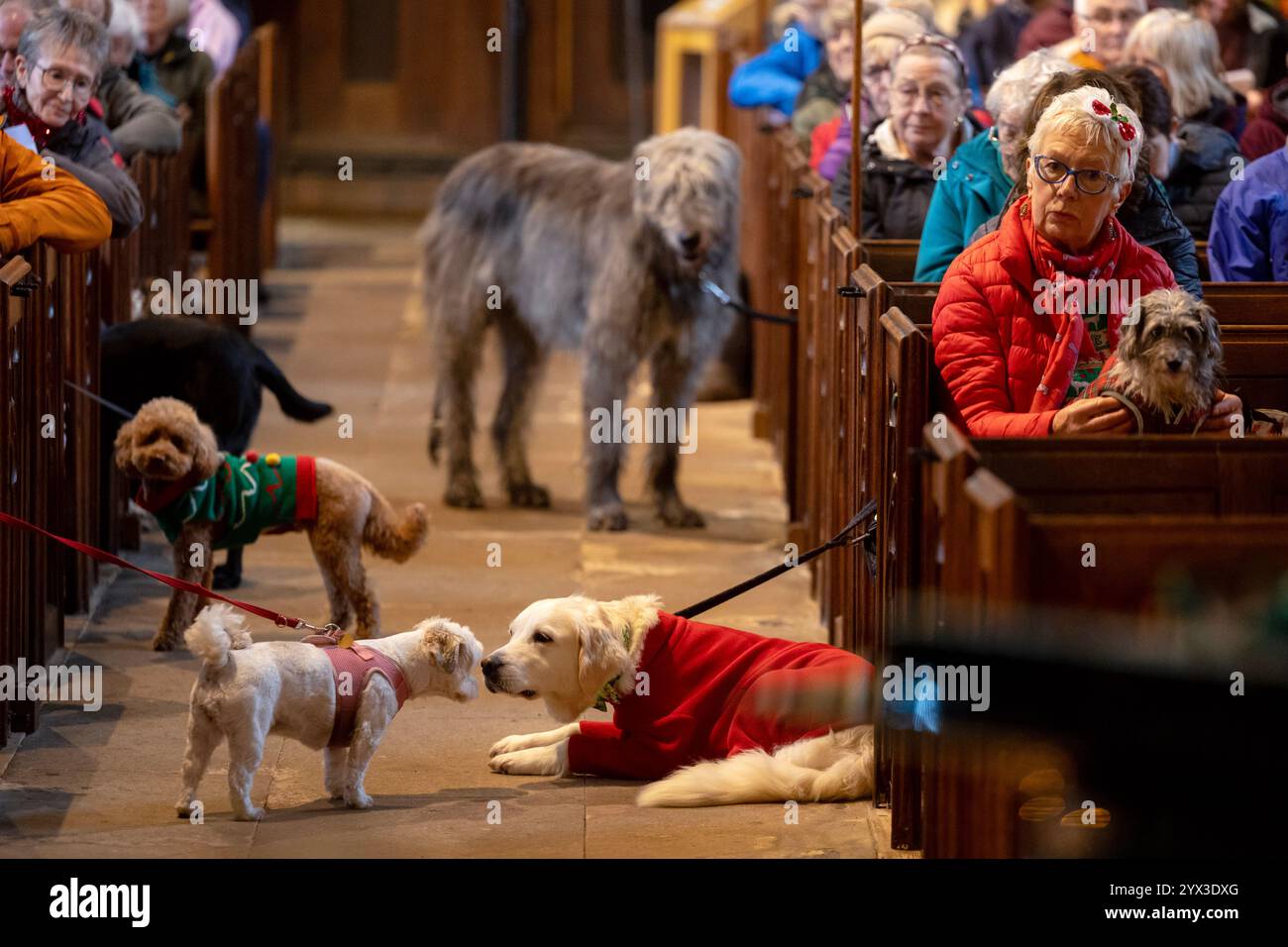 09/12/24 Dozens of dogs - many dressed in their finest festive costumes ...