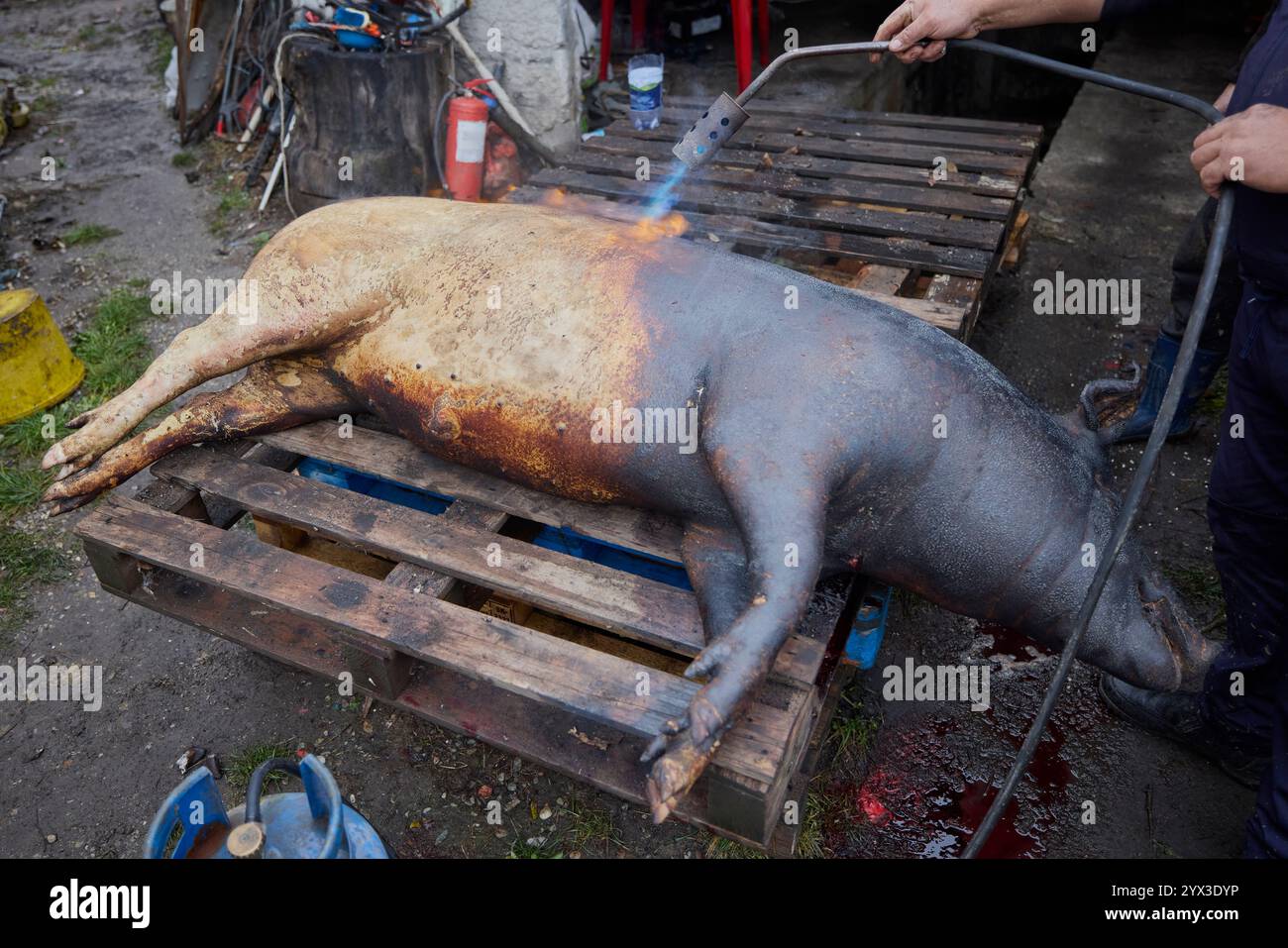 Traditional pig sacrifice custom in Romania / Pig slaughter tradition ...