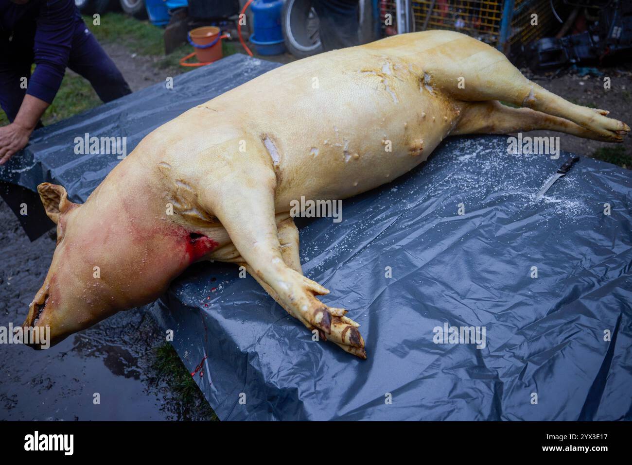 Traditional pig sacrifice custom in Romania / Pig slaughter tradition ...