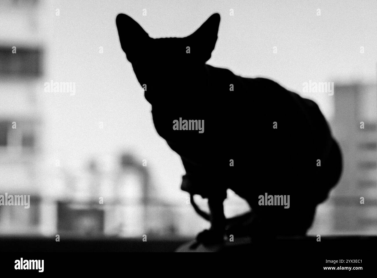 A hairless Sphynx cat silhouette against window. Black and white pet ...
