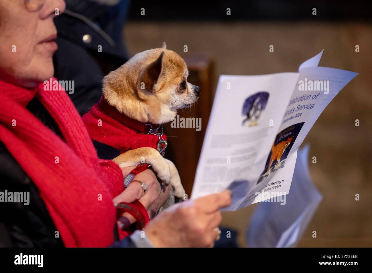 09/12/24 Dozens of dogs - many dressed in their finest festive costumes ...