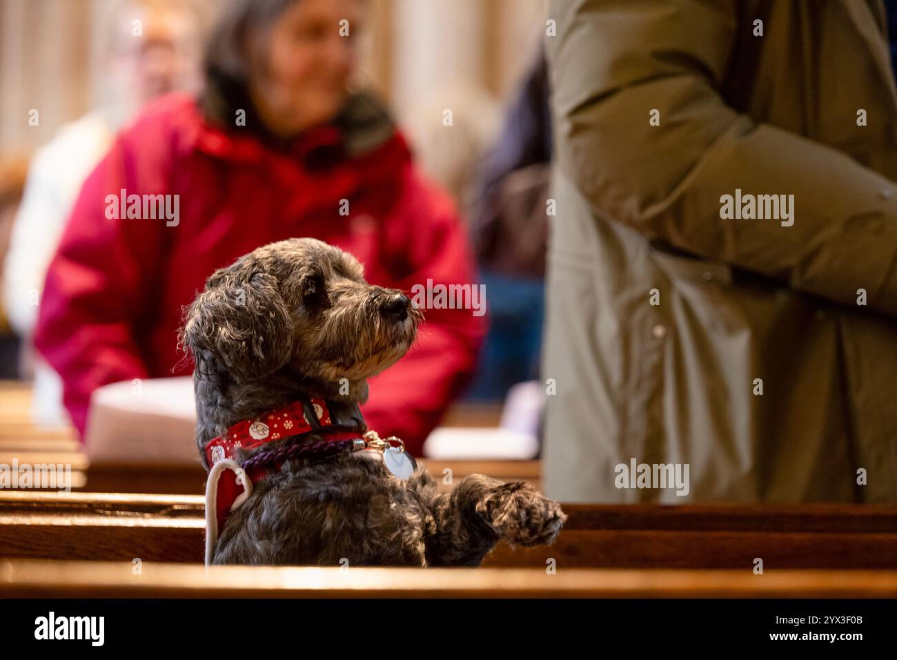 09/12/24 Dozens of dogs - many dressed in their finest festive costumes ...