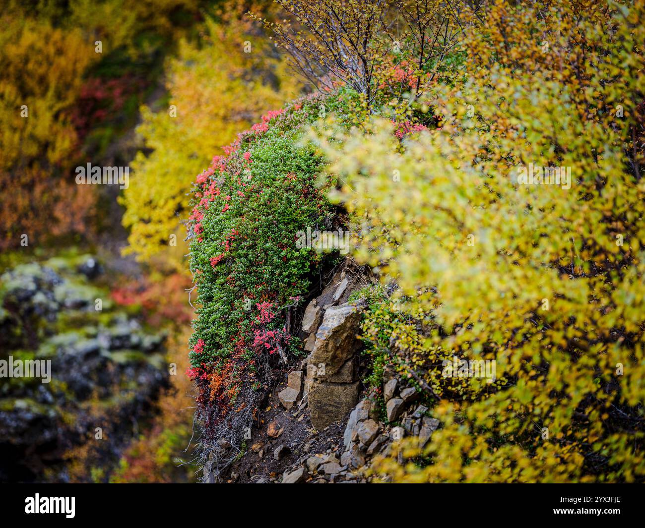 Colorful plants flourish on rocky cliffside Stock Photo - Alamy