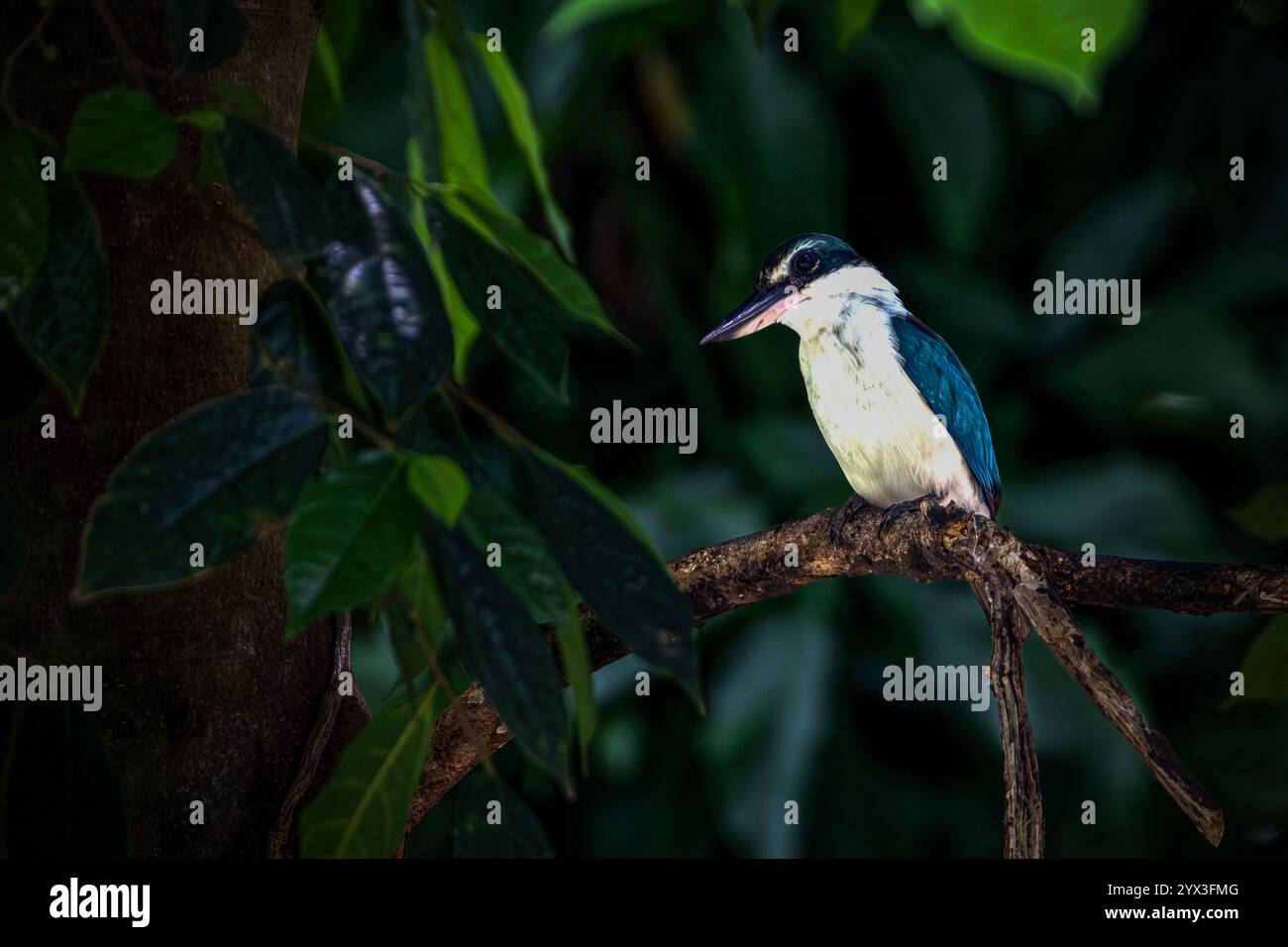 The collared kingfisher is a medium-sized kingfisher Stock Photo - Alamy