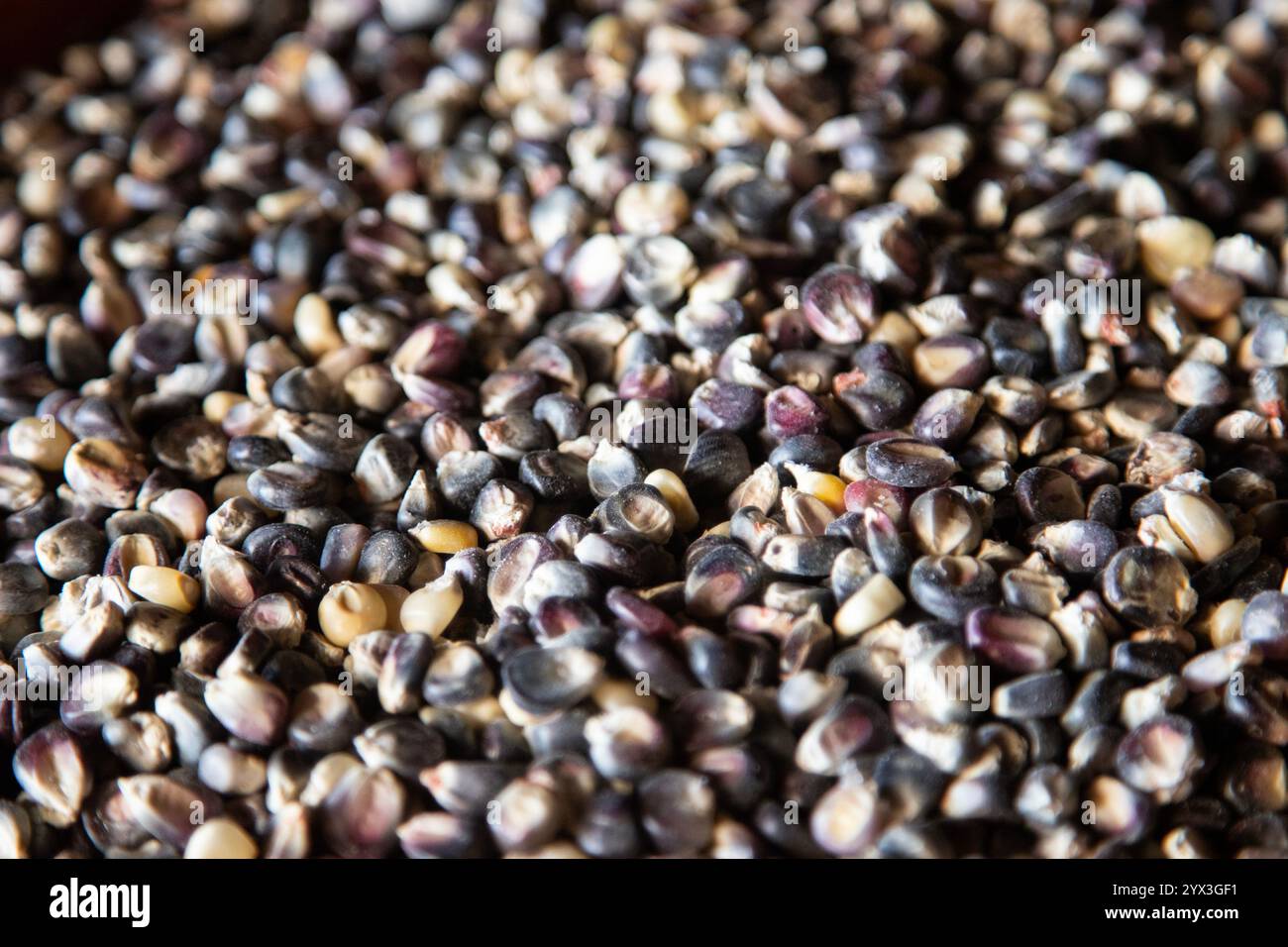 Native corn hi-res stock photography and images - Alamy