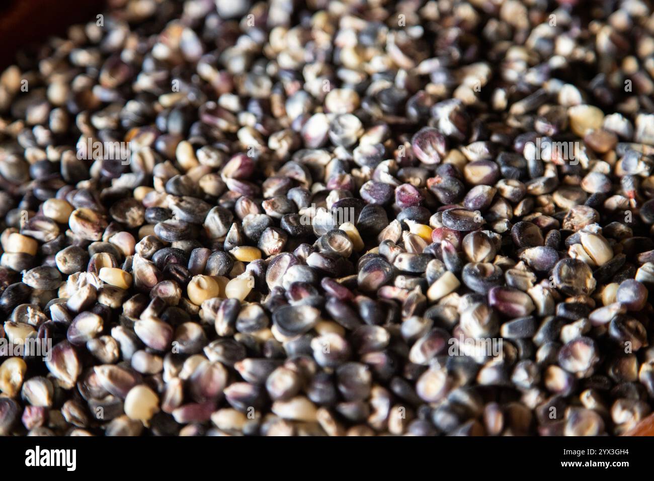 Variety of native corn races from the Oaxaca region in Mexico Stock ...