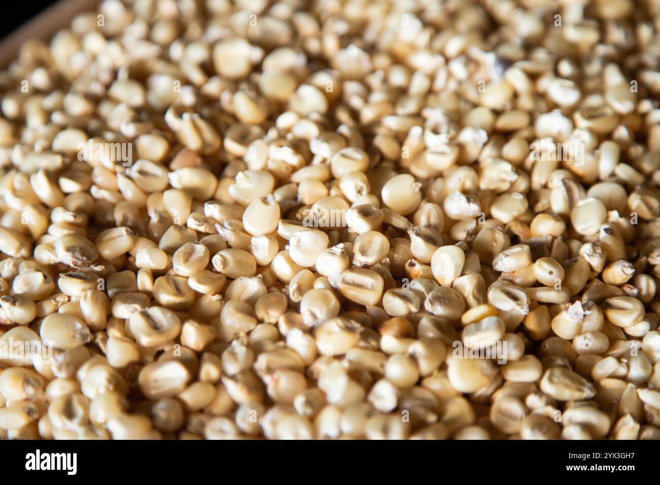Variety of native corn races from the Oaxaca region in Mexico Stock ...