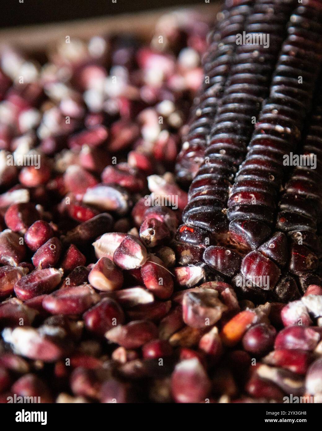 Variety of native corn races from the Oaxaca region in Mexico Stock ...