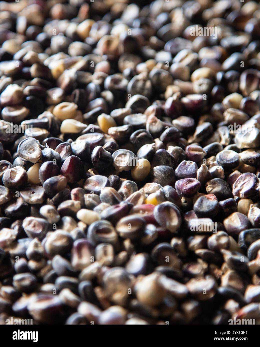 Variety of native corn races from the Oaxaca region in Mexico Stock ...