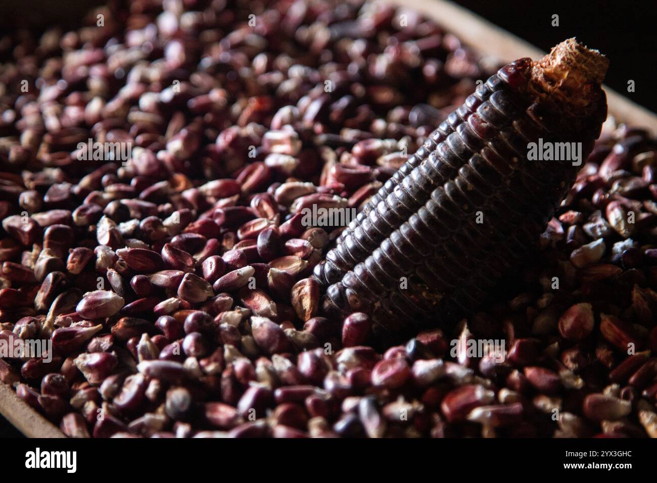 Variety of native corn races from the Oaxaca region in Mexico Stock ...