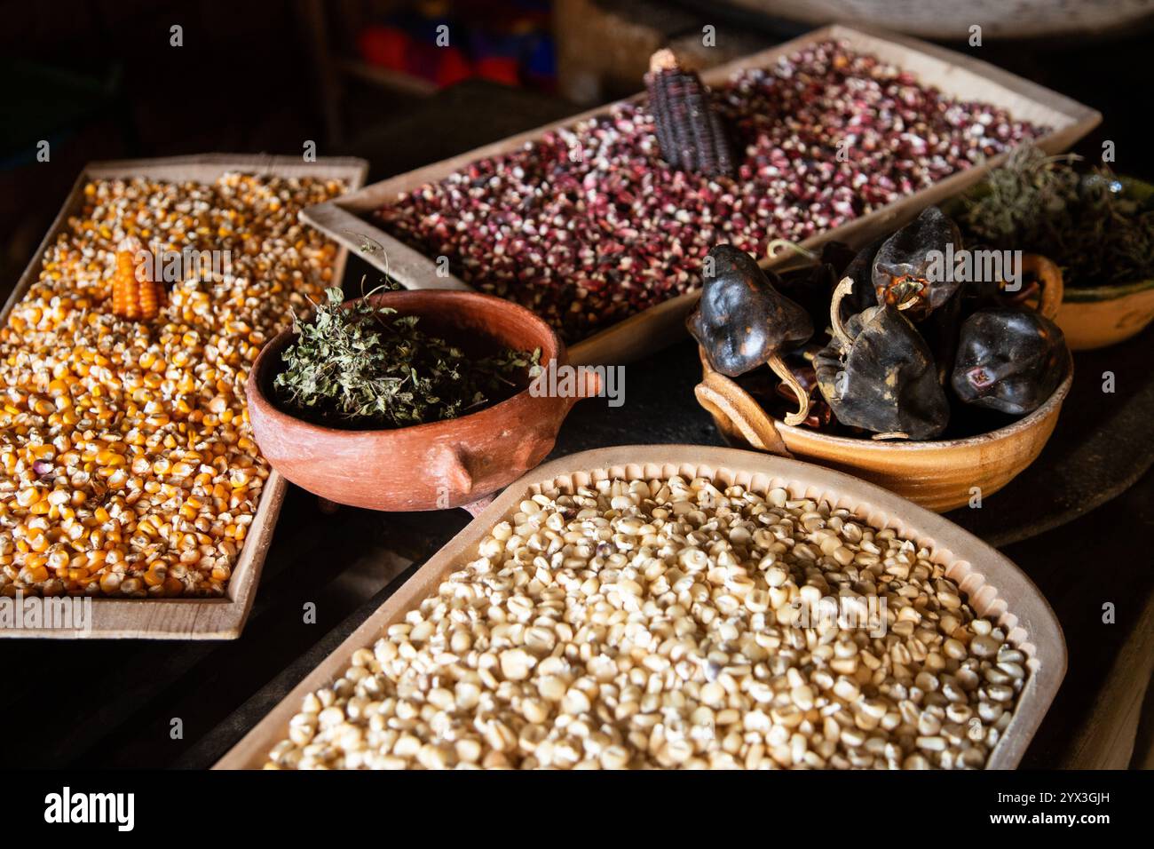 Variety of native corn races from the Oaxaca region in Mexico Stock ...
