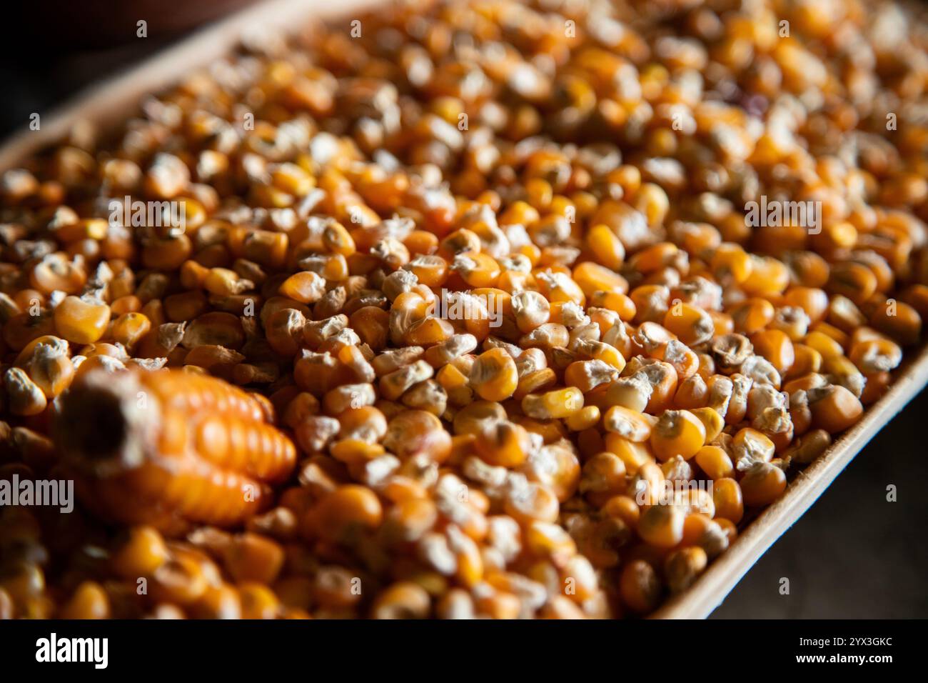 Variety of native corn races from the Oaxaca region in Mexico Stock ...