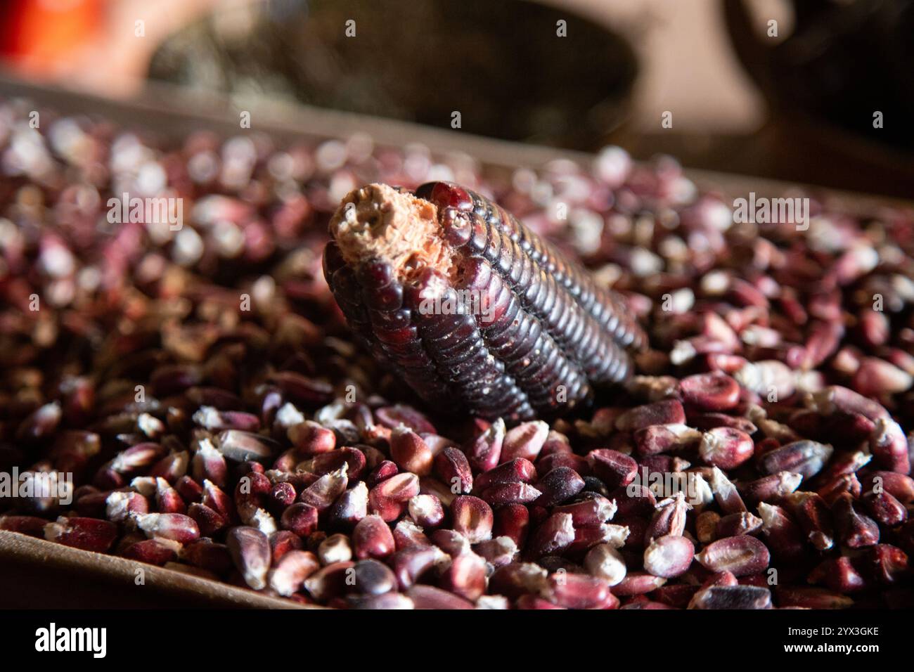 Variety of native corn races from the Oaxaca region in Mexico Stock ...