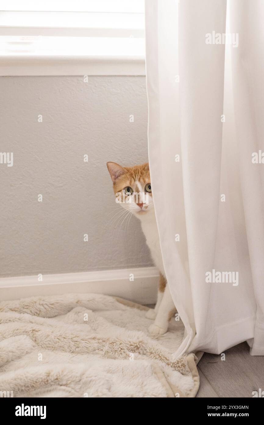 Cat hiding behind curtain looking into the camera Stock Photo - Alamy