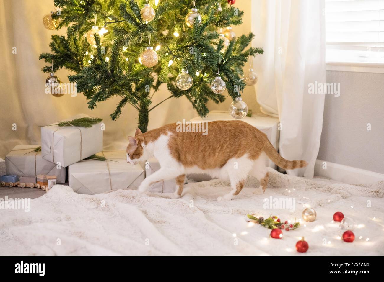 Cat in box christmas hi-res stock photography and images - Alamy