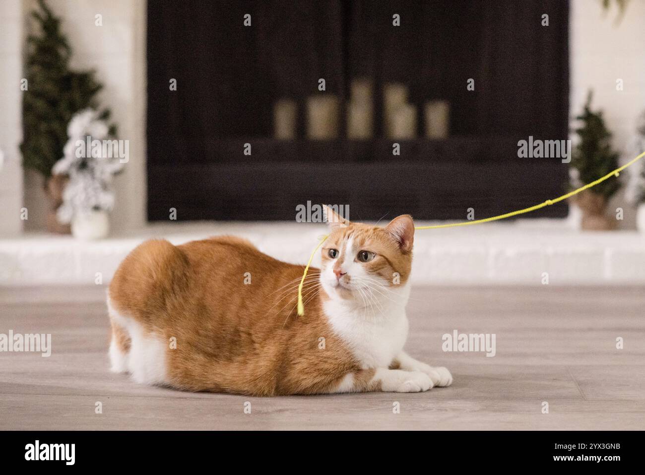 Annoyed animal hi-res stock photography and images - Alamy