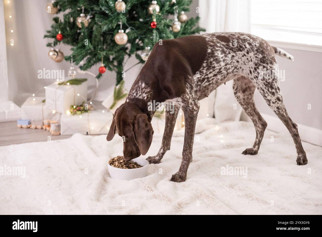 Dog eating kibble hi-res stock photography and images - Alamy