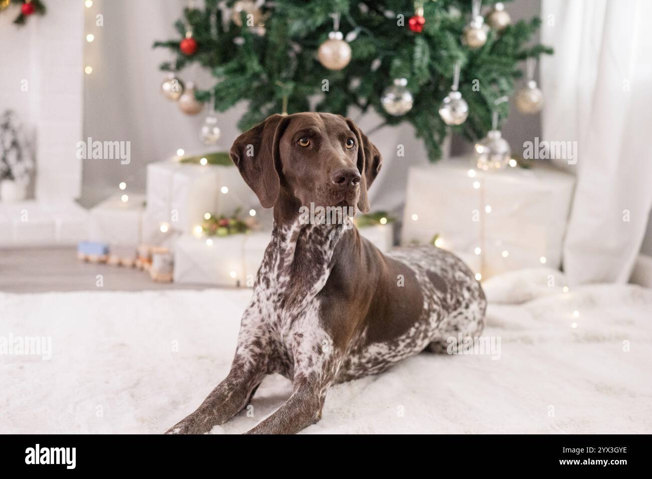 GSP Dog laying down in front of christmas tree Stock Photo - Alamy