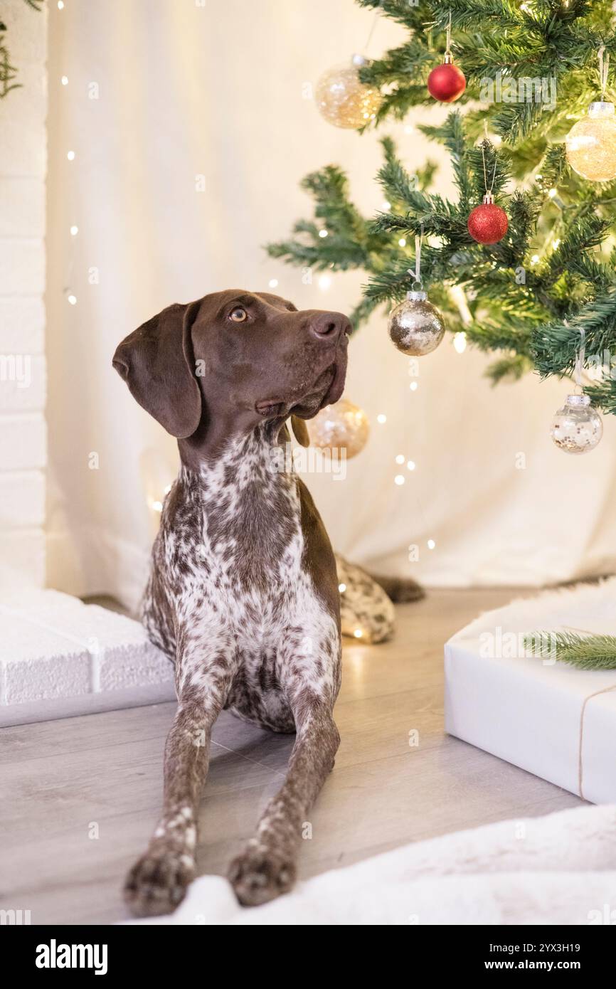GSP Dog laying under the christmas tree Stock Photo - Alamy