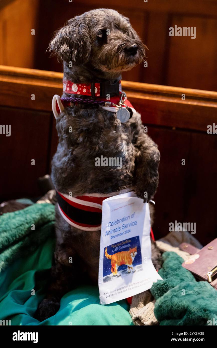 09/12/24 Dozens of dogs - many dressed in their finest festive costumes ...