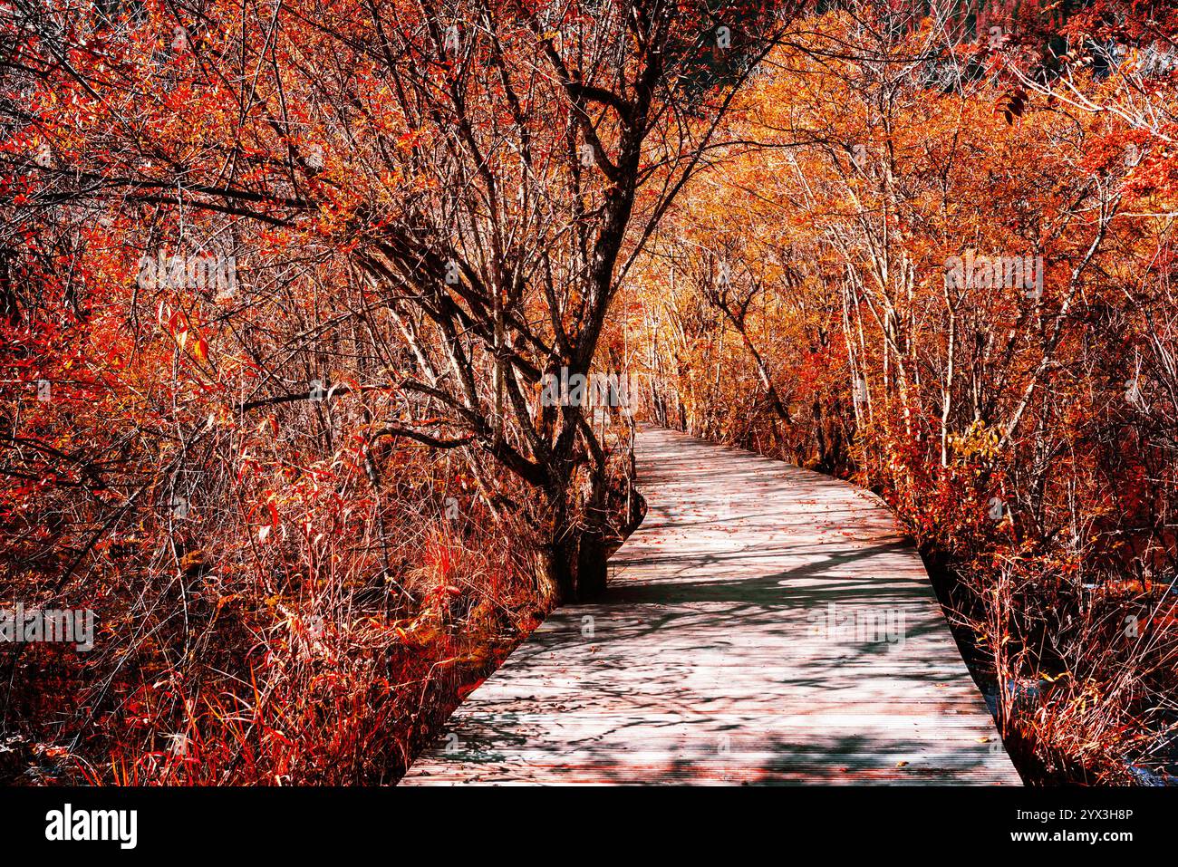 Wooden boardwalk across scenic red fall woods. Forest landscape Stock ...