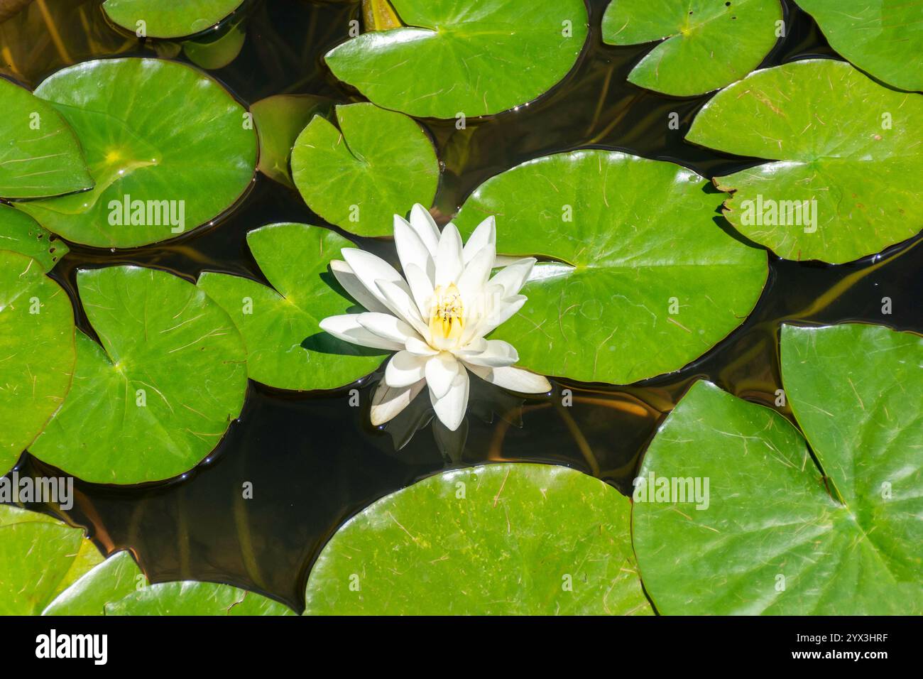 White nymphaeaceae plant plants water lilies lily pond fountain hi-res ...