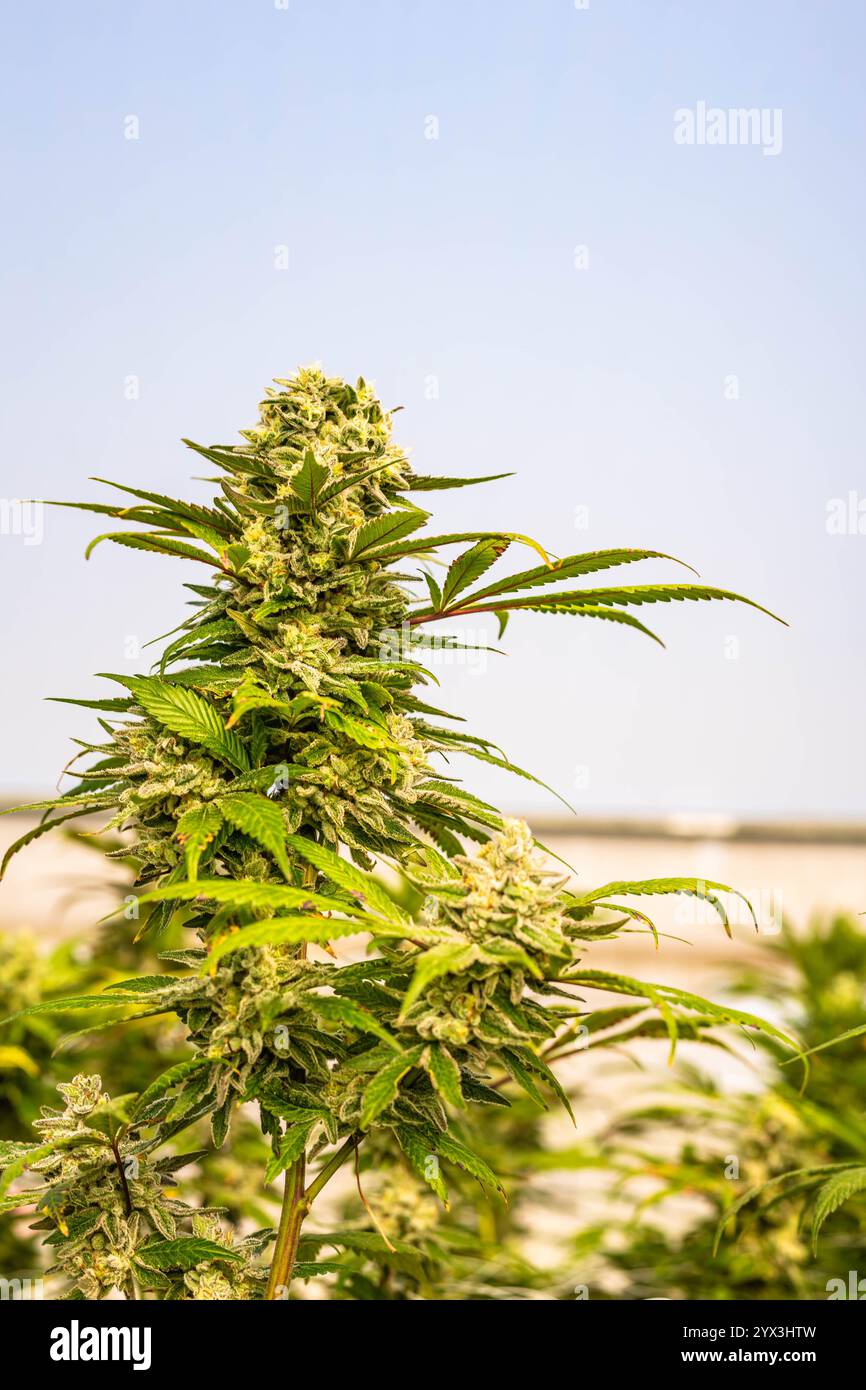 Beautiful indoor cannabis plants with big nugs in South Africa Stock ...