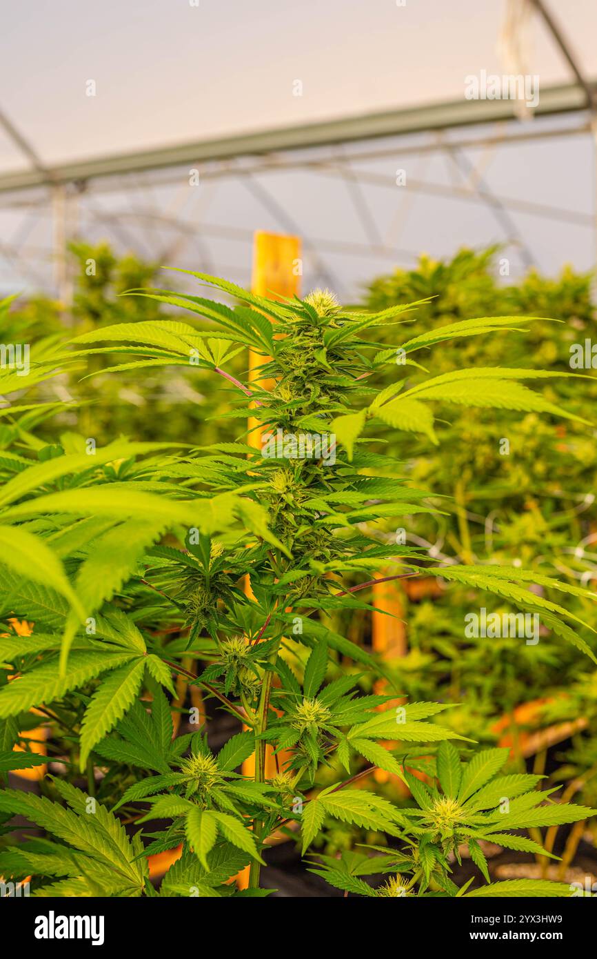 Beautiful indoor cannabis plants with big nugs in South Africa Stock ...