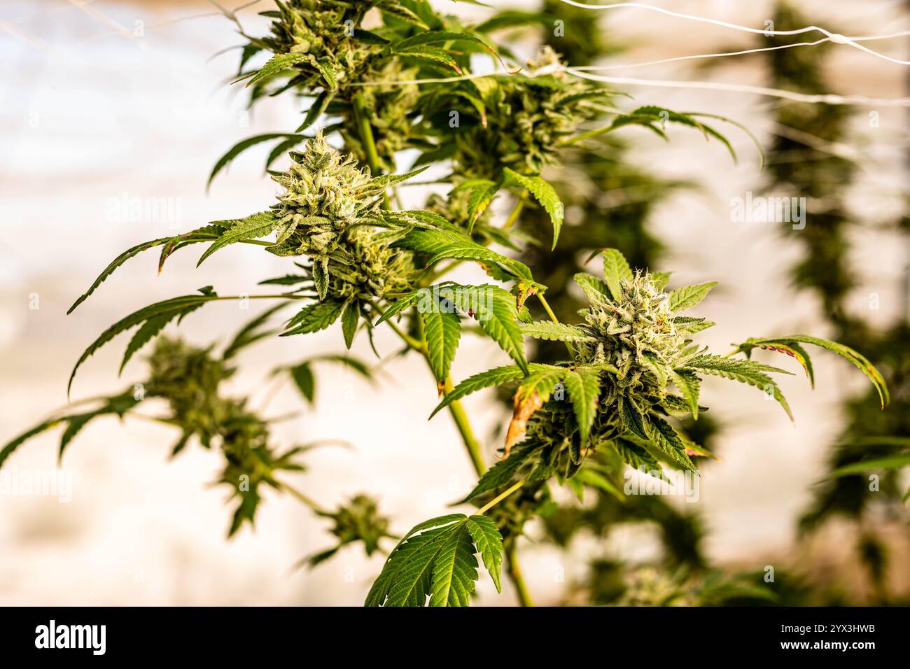 Beautiful indoor cannabis plants with big nugs Stock Photo - Alamy